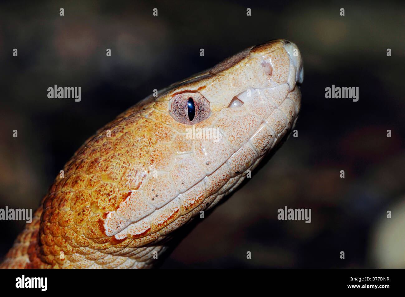 Copperhead snake agkistrodon contortrix hi-res stock photography and ...