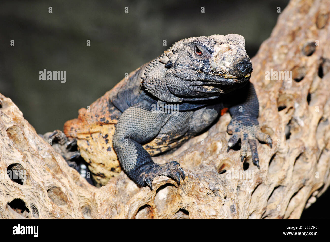 Common chuckwalla sauromalus obesus hi-res stock photography and images ...