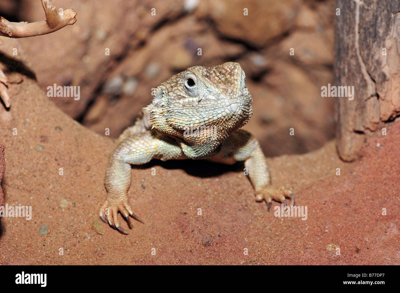 Xenagama Lizard (Xenagama batilifera), male Stock Photo - Alamy