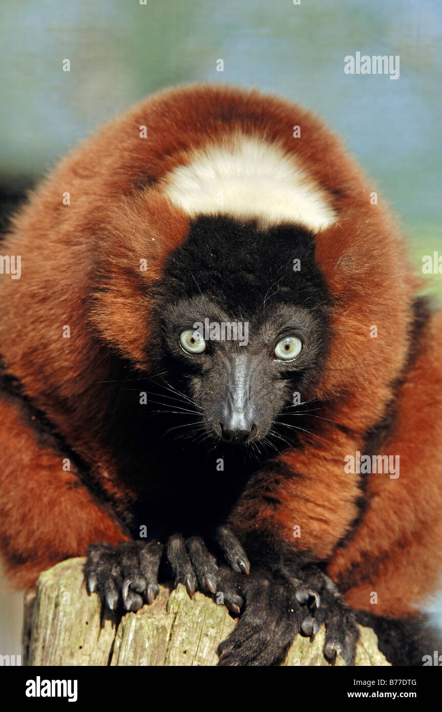 Red Ruffed Lemur (Varecia rubra Stock Photo - Alamy