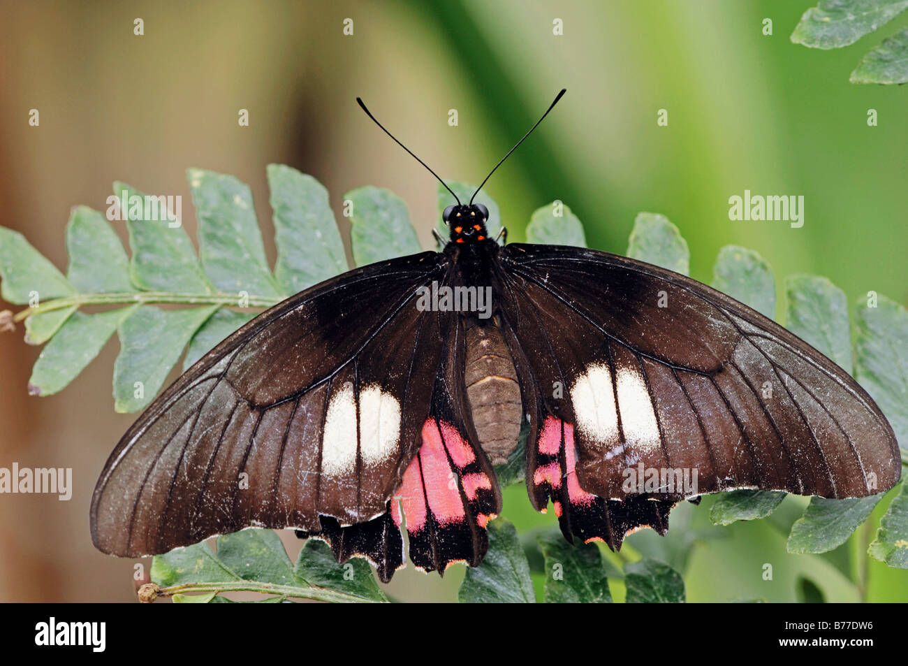 Ruby-spotted Swallowtail (Papilio anchisiades Stock Photo - Alamy