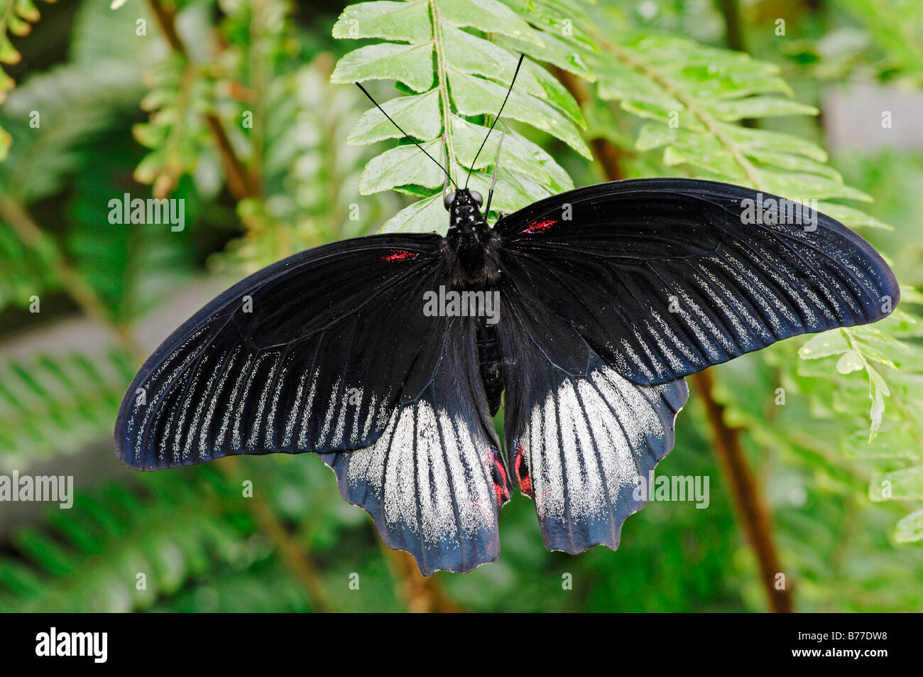 Scarlet Mormon (Papilio rumanzovia), male Stock Photo - Alamy