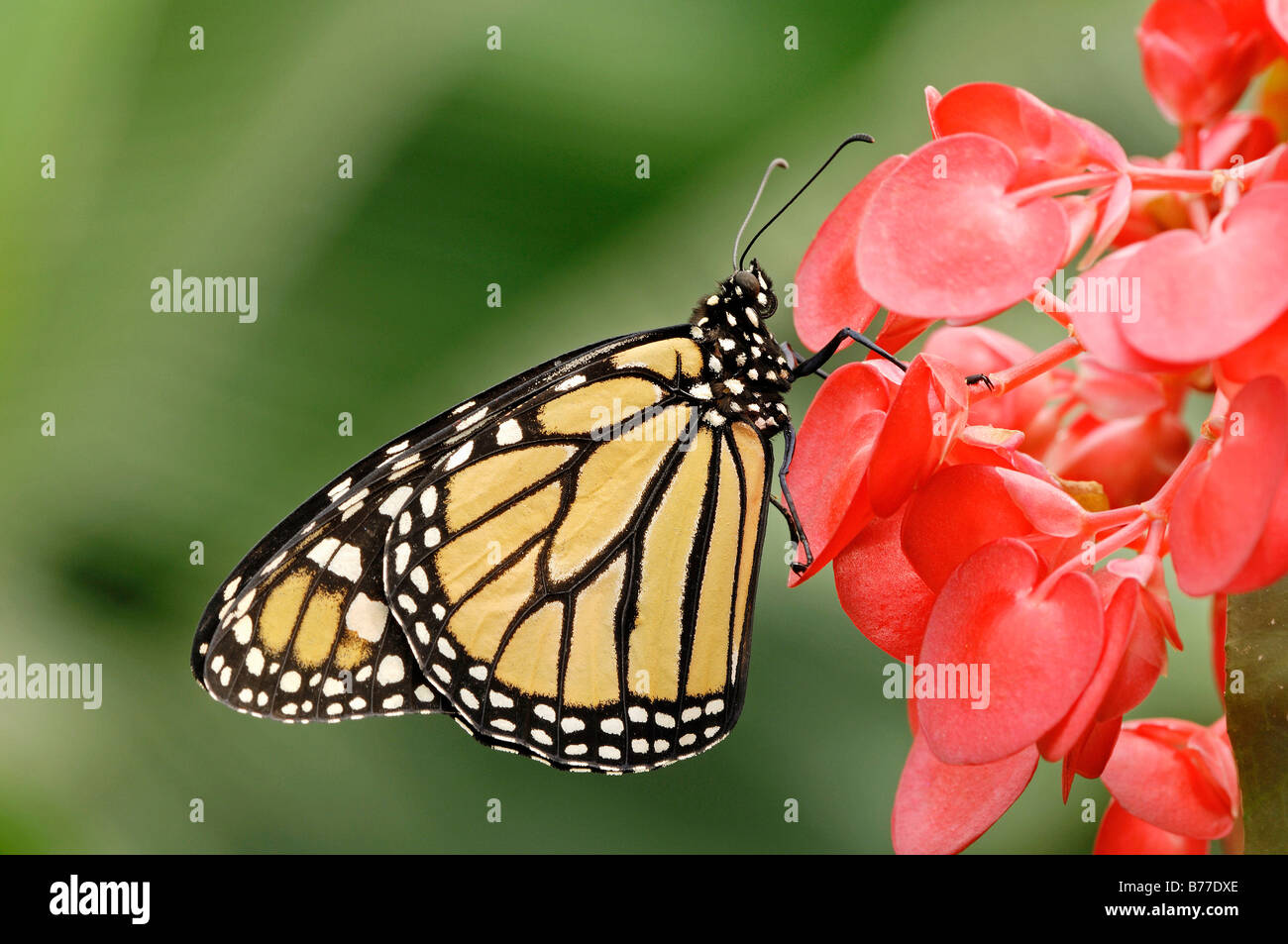 Monarch (Danaus plexippus Stock Photo - Alamy