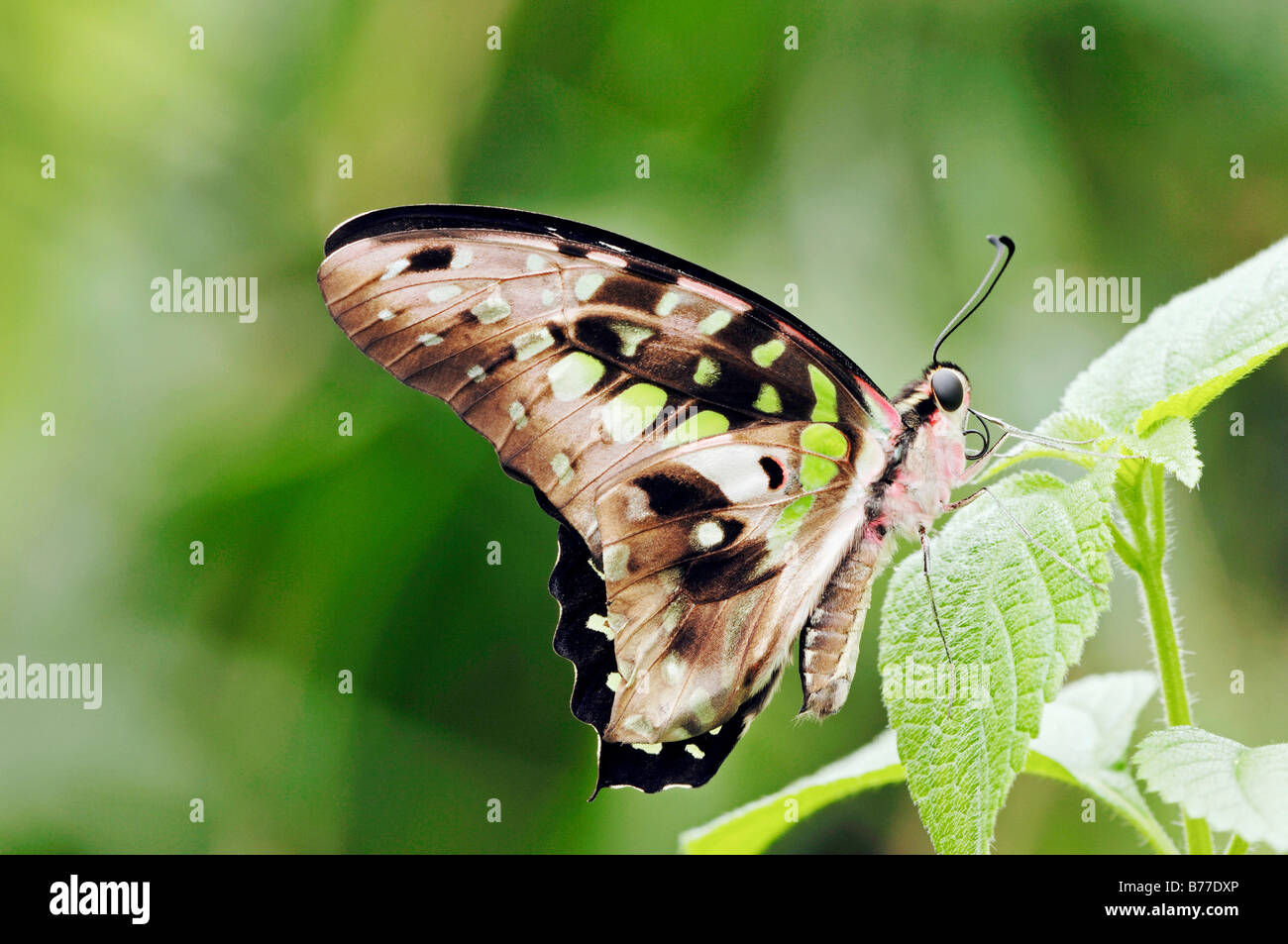 Green spotted triangle hi-res stock photography and images - Alamy