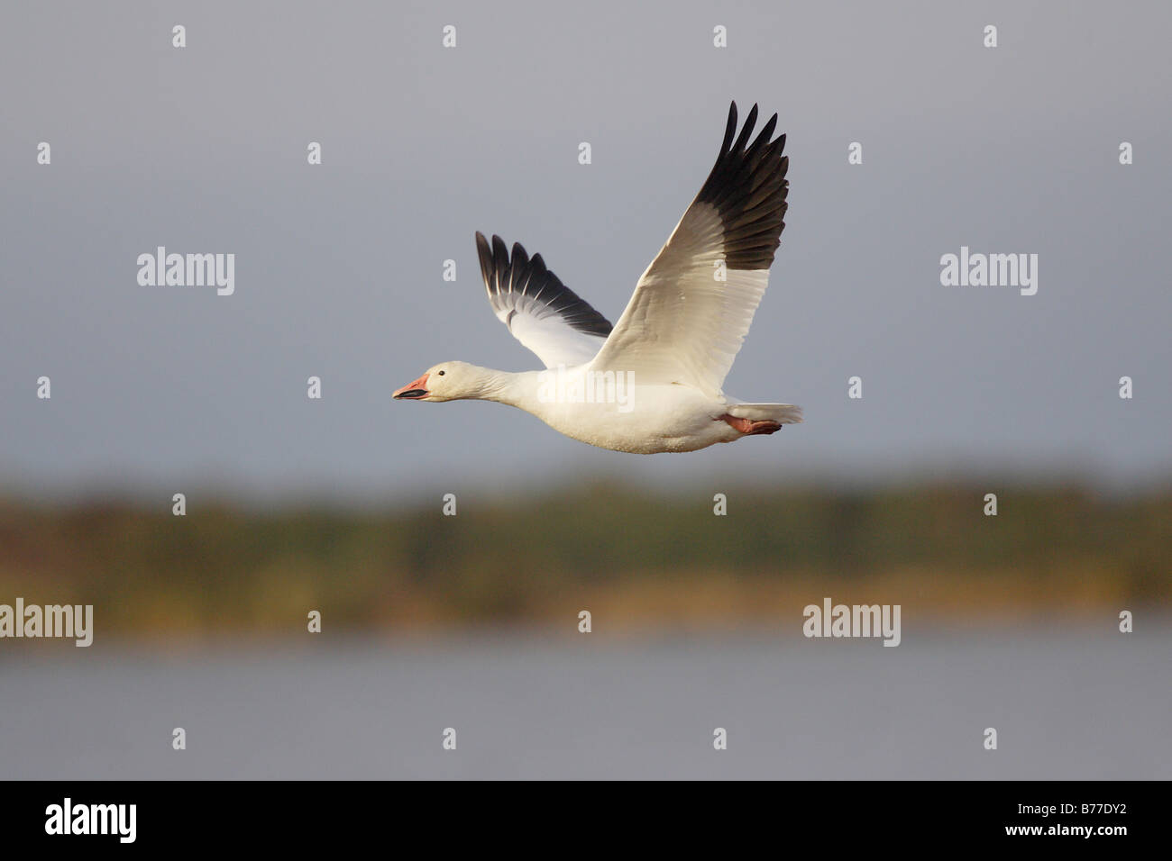 Snow Goose in flight Stock Photo - Alamy
