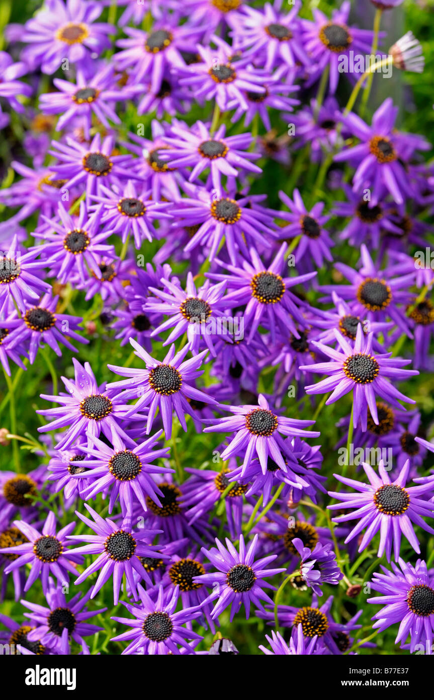 Brachycome iberidifolia 'Brachy Blue' Swan River Daisy Daisies flower ...