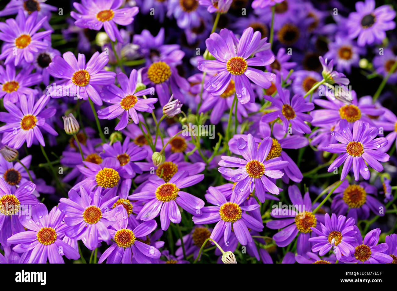 Swan River Daisy Flowers