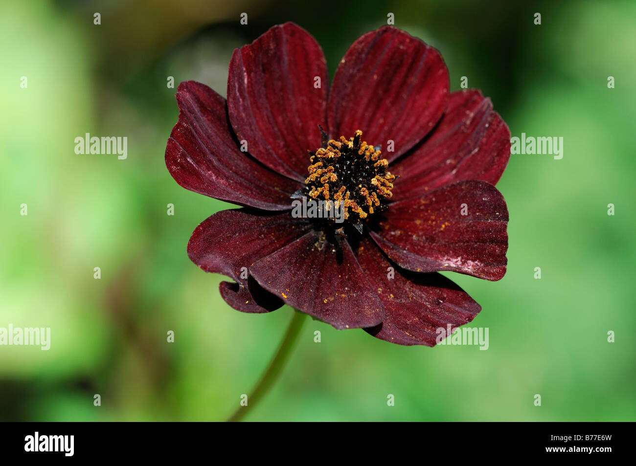 Chocolate cosmos hi-res stock photography and images - Alamy