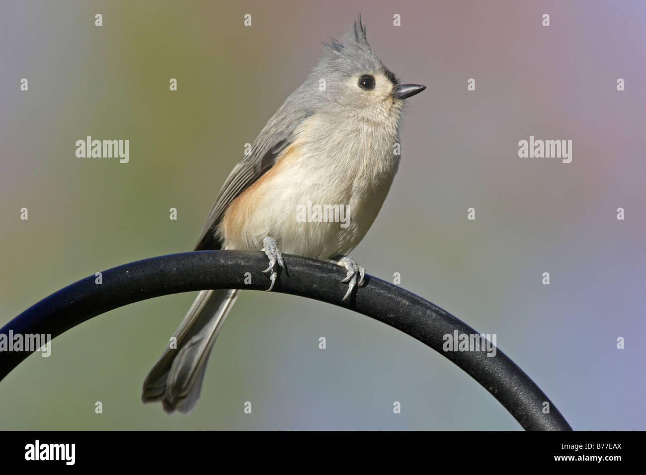 Tufted Titmouse on feeder Stock Photo - Alamy
