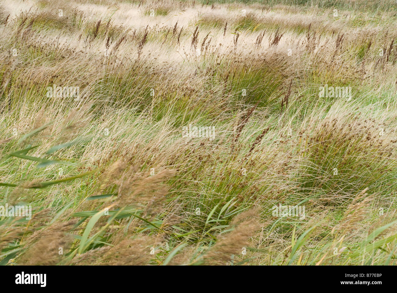 Particular grass hi-res stock photography and images - Alamy