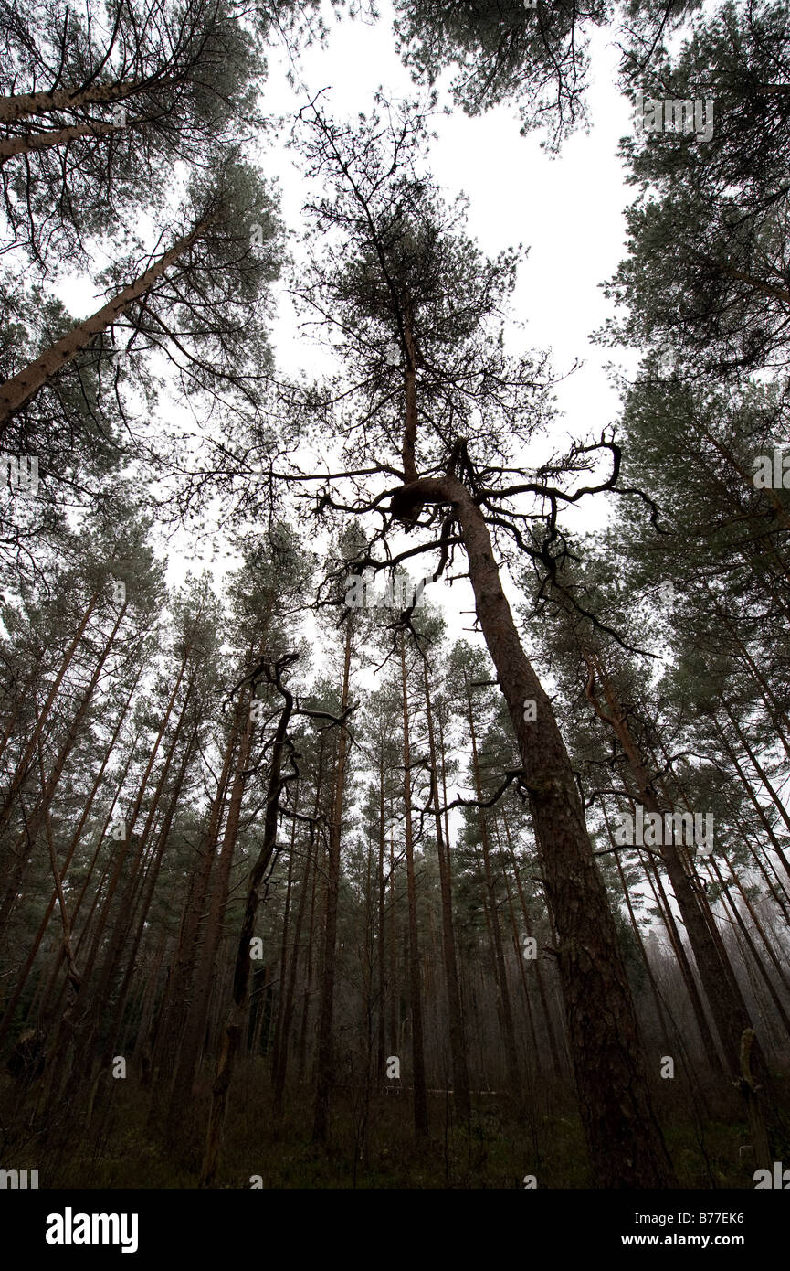 Swedish pine forest, Sweden Stock Photo - Alamy