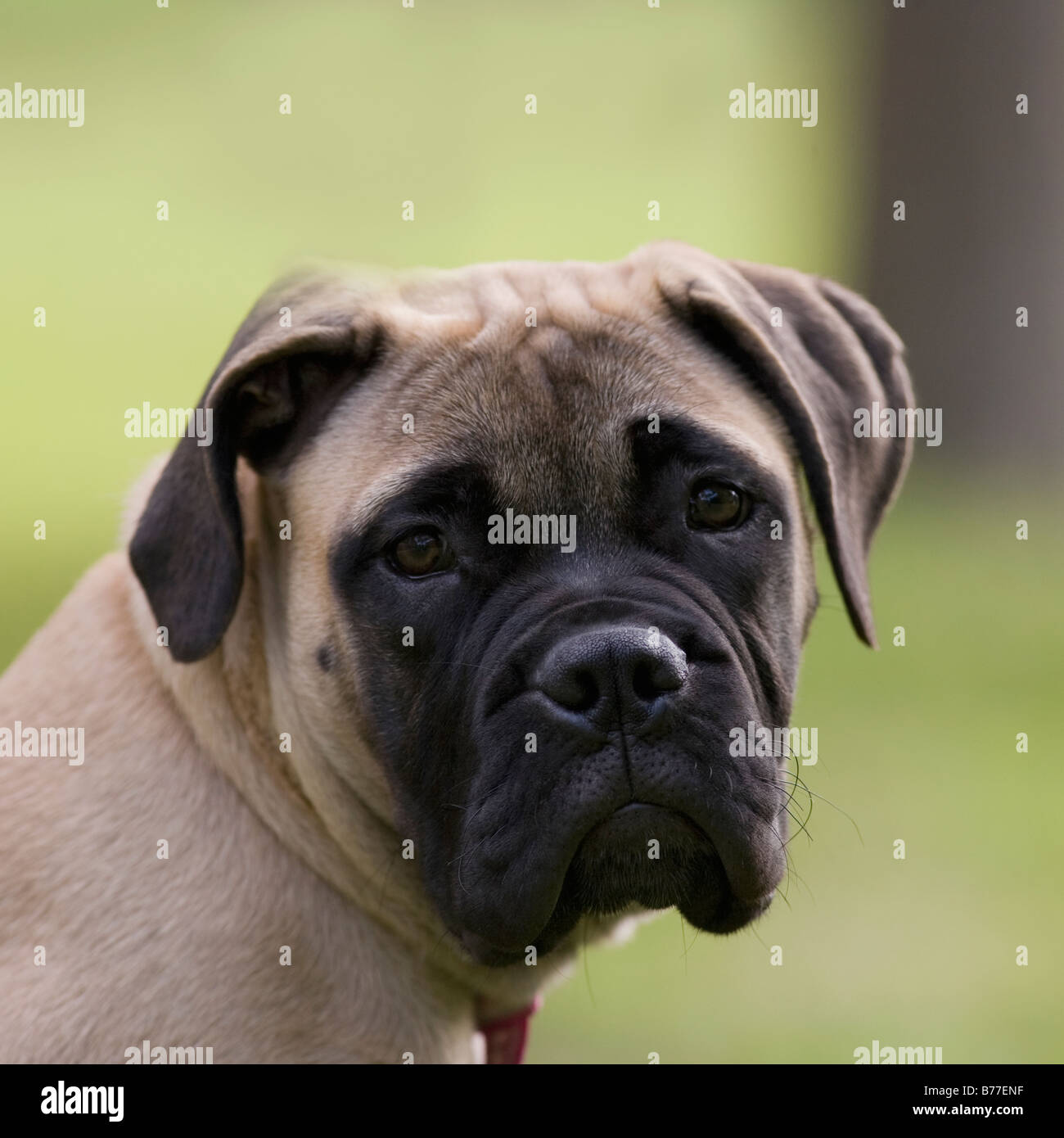 Close up of dog’s face Stock Photo - Alamy