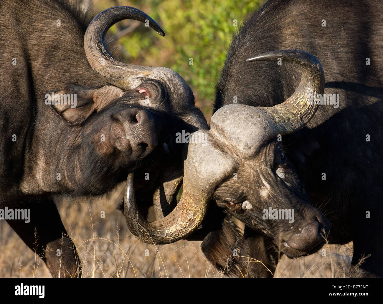 Battle of buffalo hi-res stock photography and images - Alamy