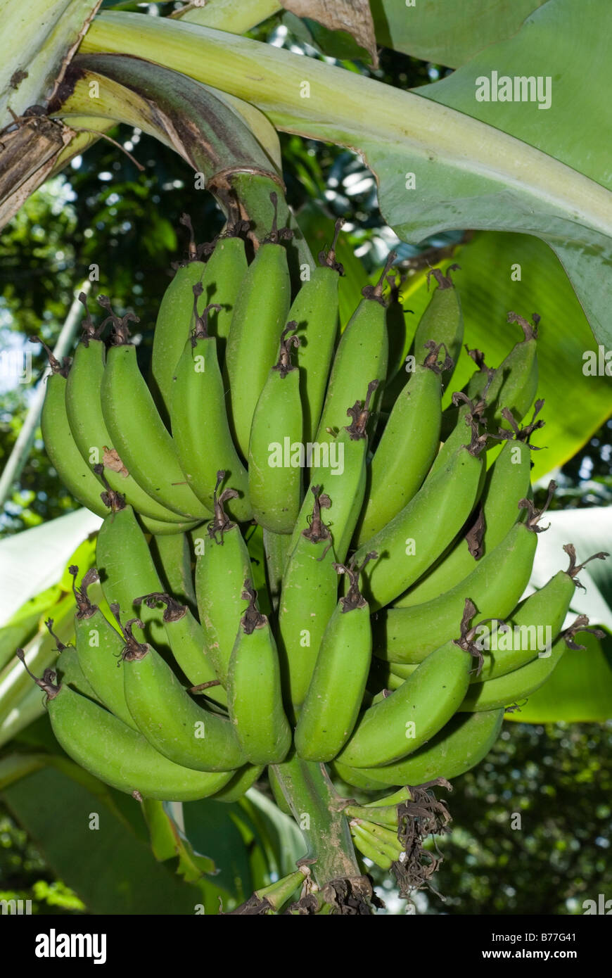 Bananas growing on trees hi-res stock photography and images - Alamy