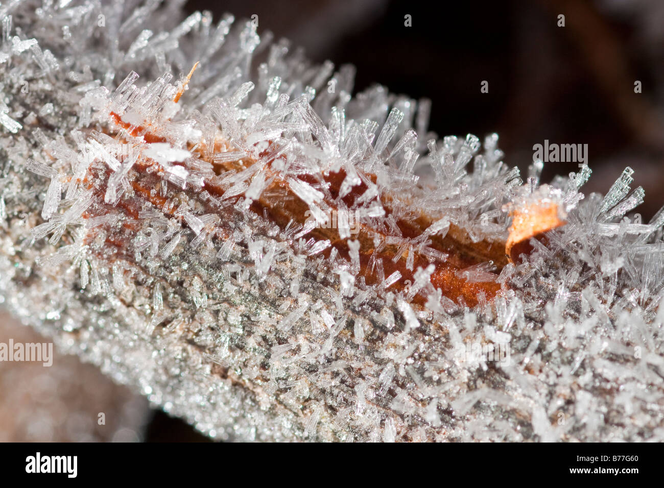 Snow crystals on branch Stock Photo - Alamy