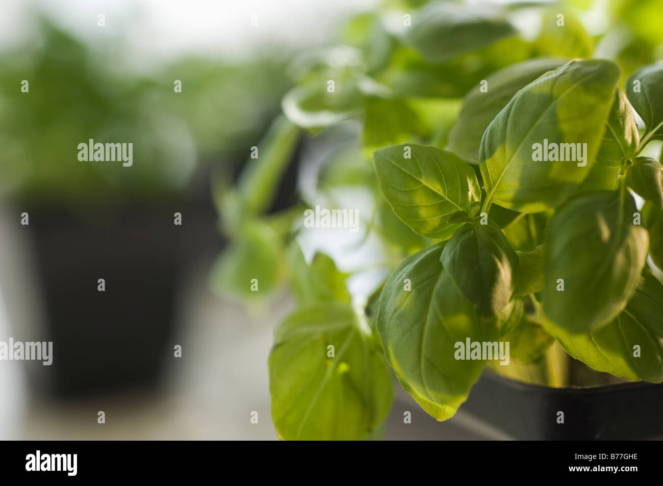 Potted up basil hi-res stock photography and images - Alamy