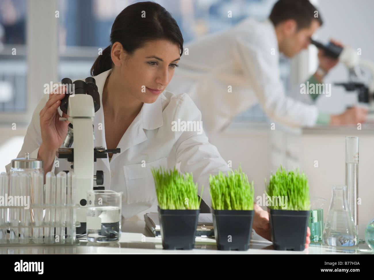 Scientist examining plants pharmaceutical laboratory Stock Photo - Alamy
