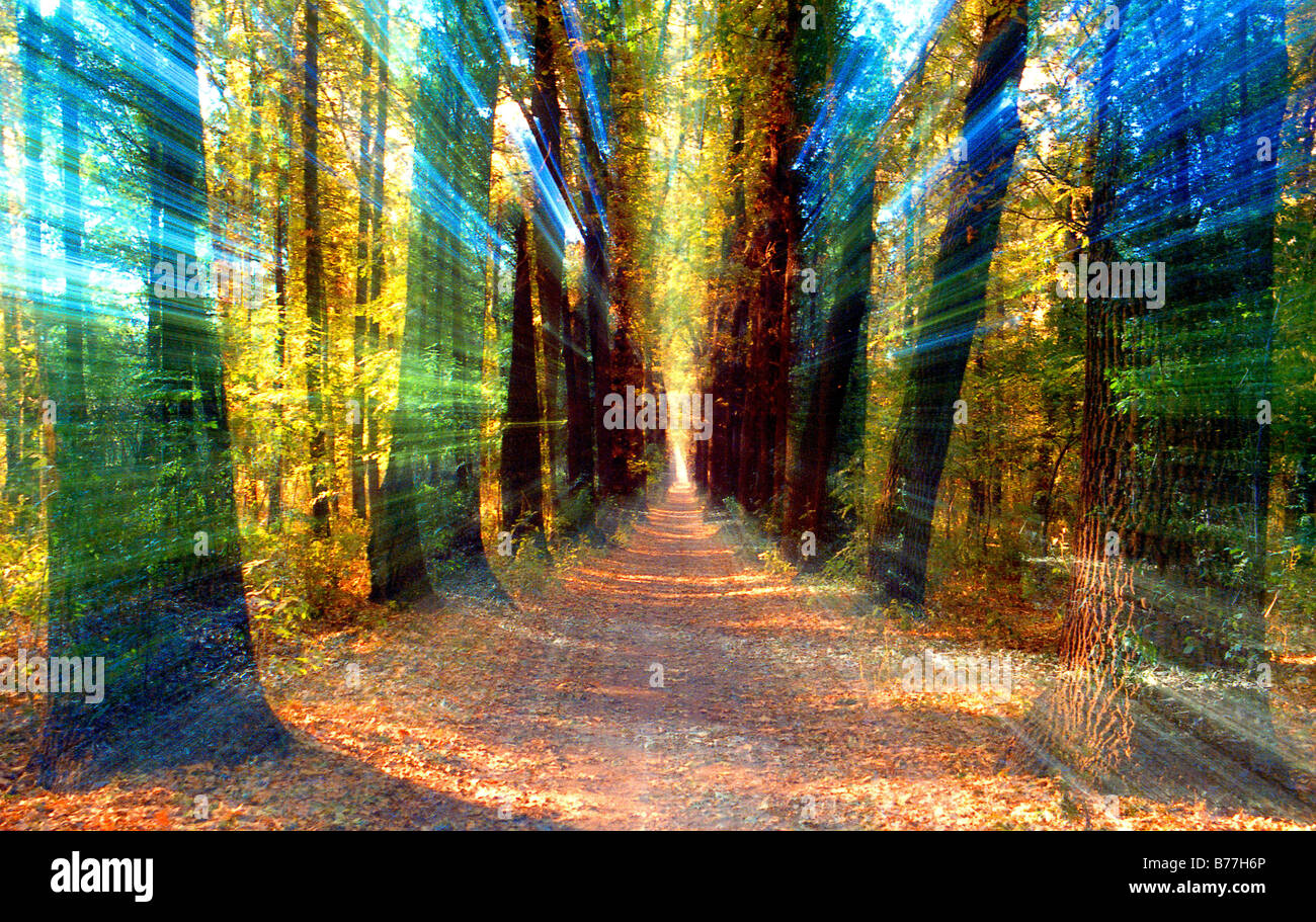 Korean Oak High Resolution Stock Photography and Images - Alamy