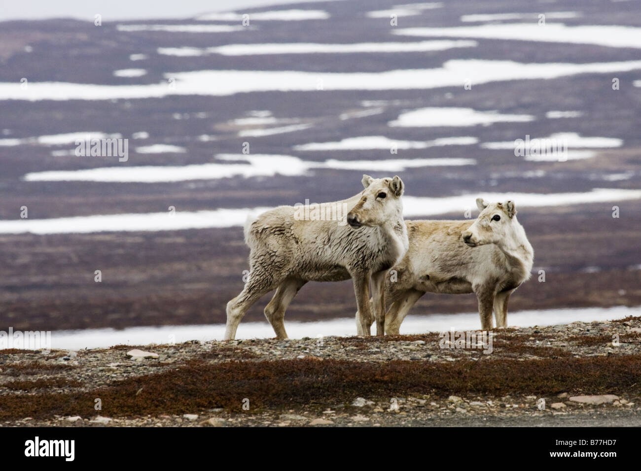 European reindeer, European caribou (Rangifer tarandus tarandus), two ...