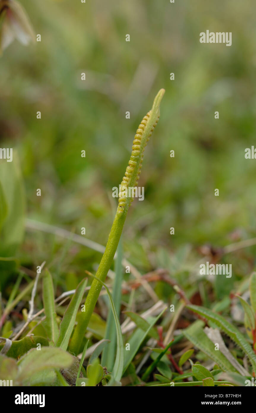 Adders tongue fern Ophioglossum vulgatum Kenfig National Nature Reserve ...