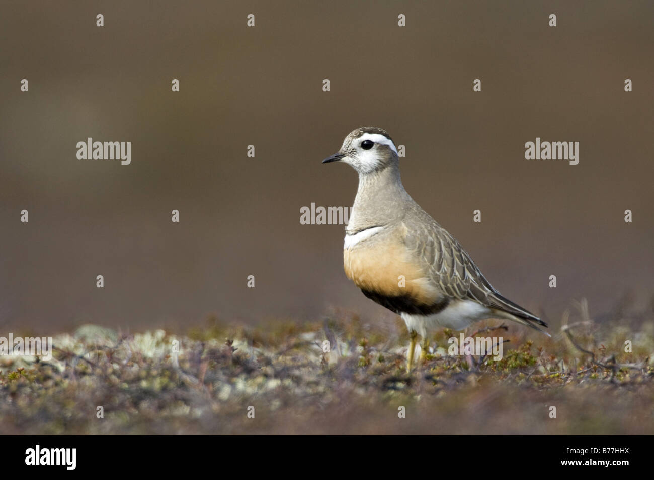 Dotterel breeding plumage hi-res stock photography and images - Alamy