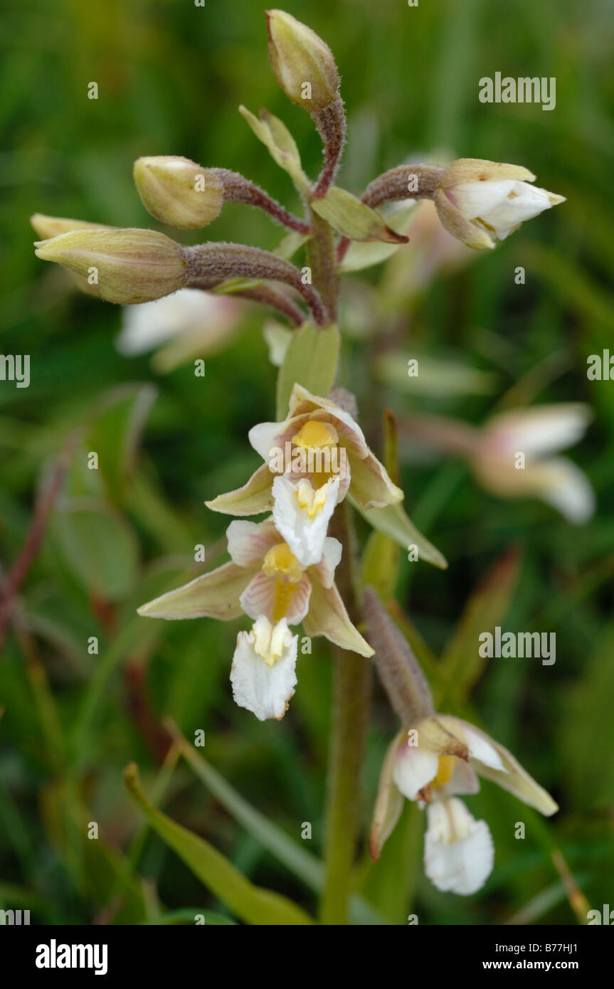 Marsh helleborine Epipactis palustris Kenfig National Nature Reserve ...