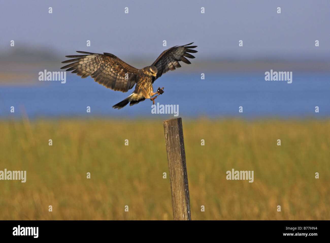 everglade kite (Rostrhamus sociabilis), landing with a snail in its ...