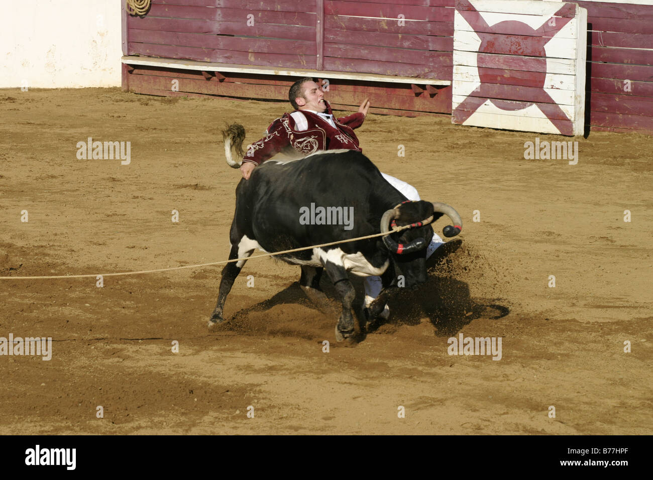 Ecarteur avoiding cow Course Landaise Larrivière Aquitaine France ...