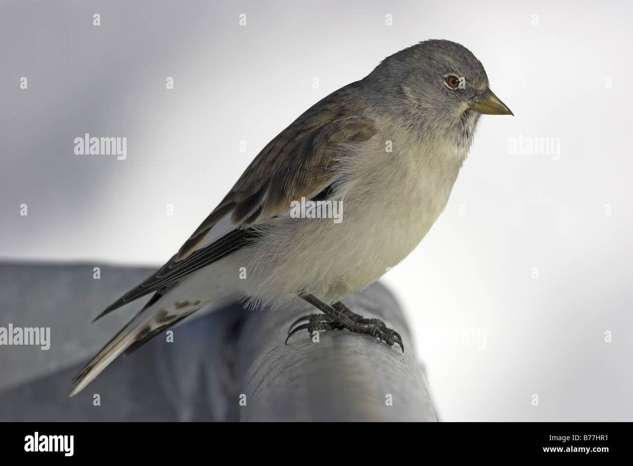 White winged snow finch montifringilla nivalis hi-res stock photography ...