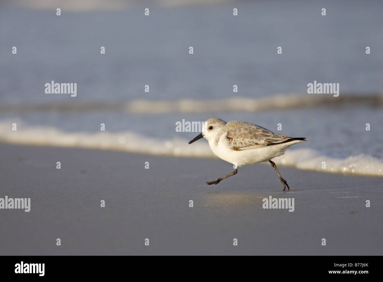 Sanderling running on a beach Stock Photo - Alamy