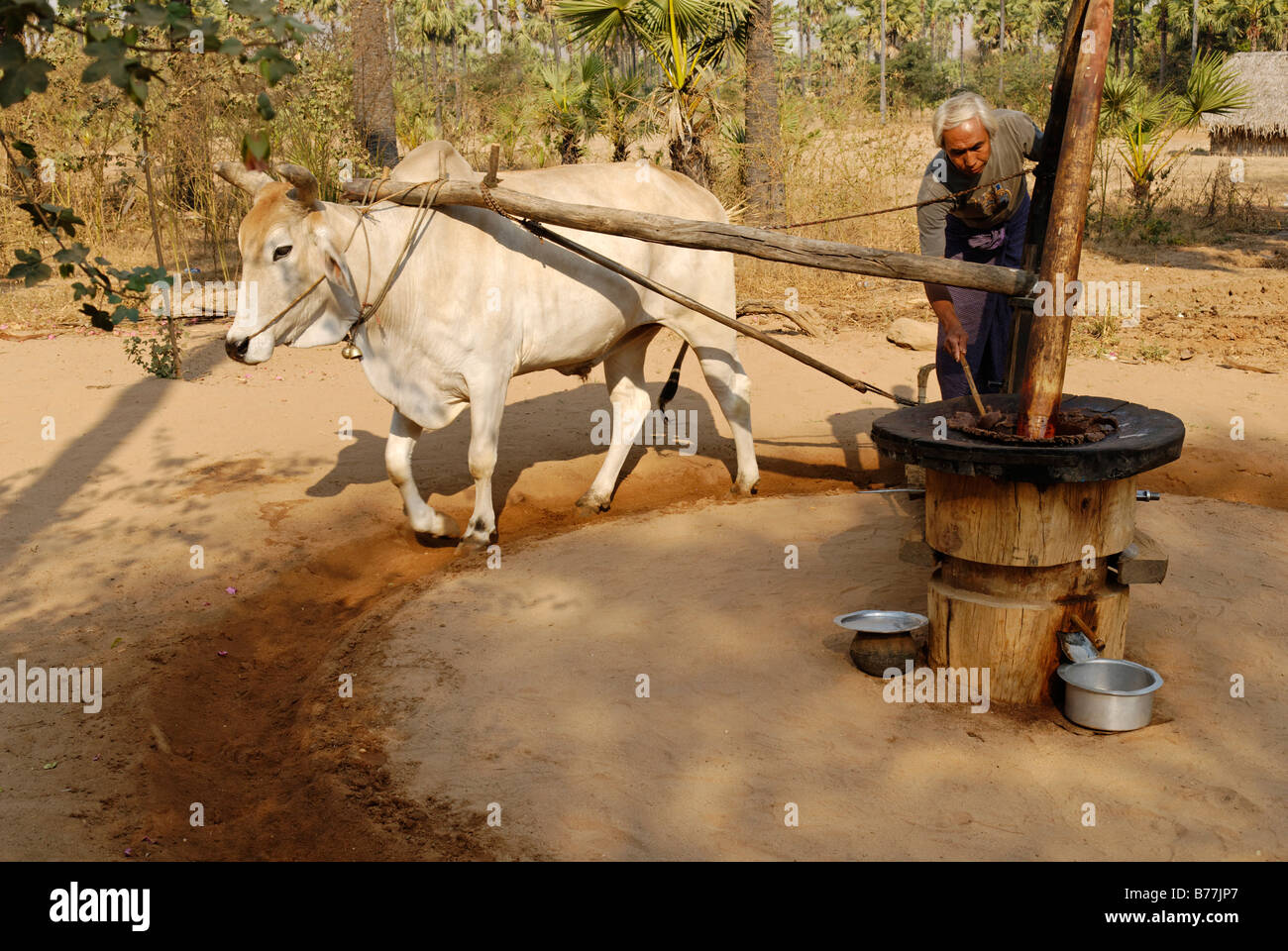 Man and ox at the traditional production of peanut oil near Bagan ...