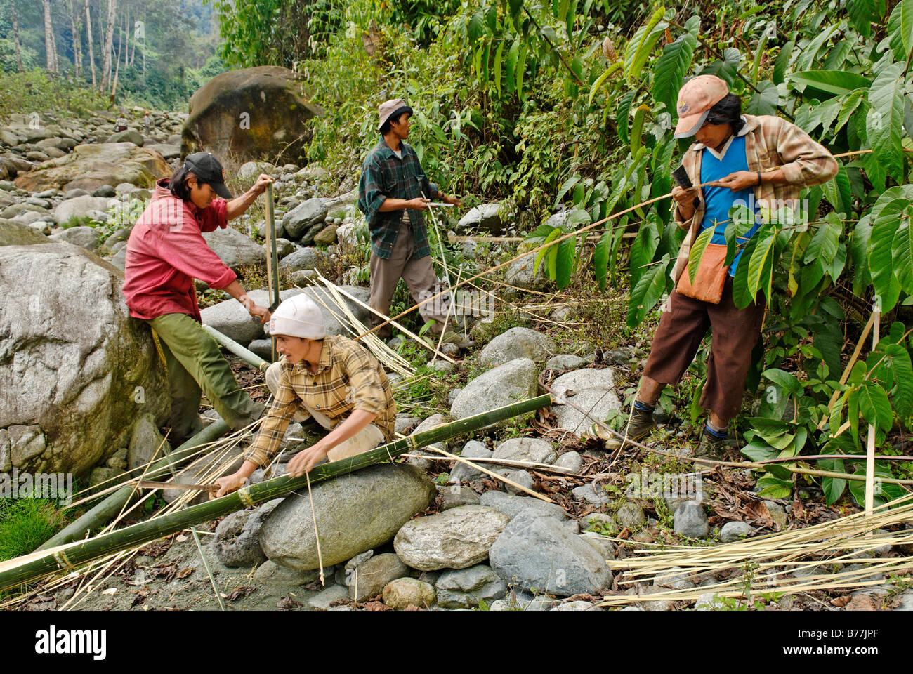 Forest workers cutting bamboo, Phon Kan Razi Wildlife Sanctuary, Kachin ...