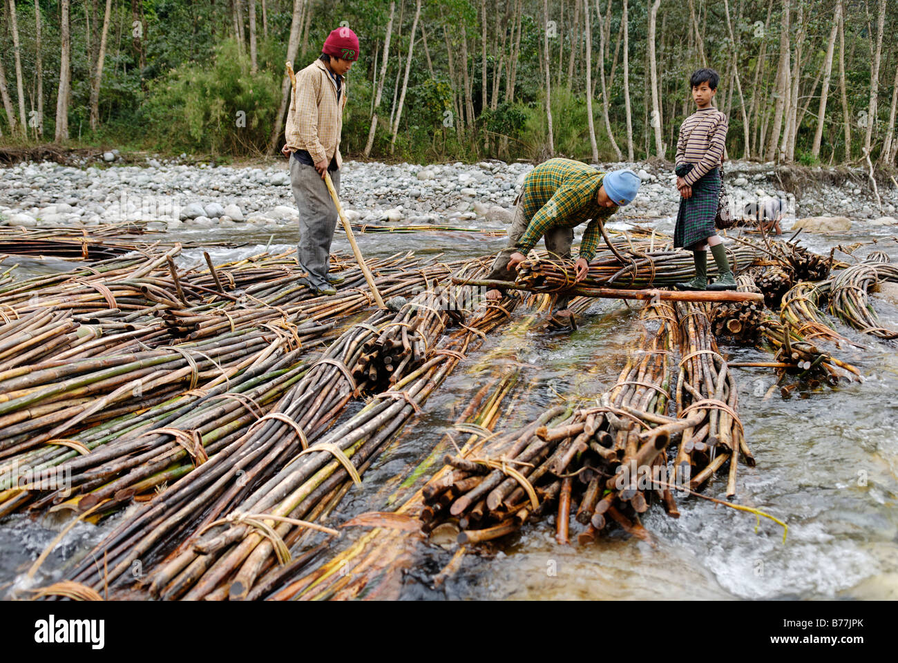 Men tying bundles of rattan while standing in water, Kachin State ...