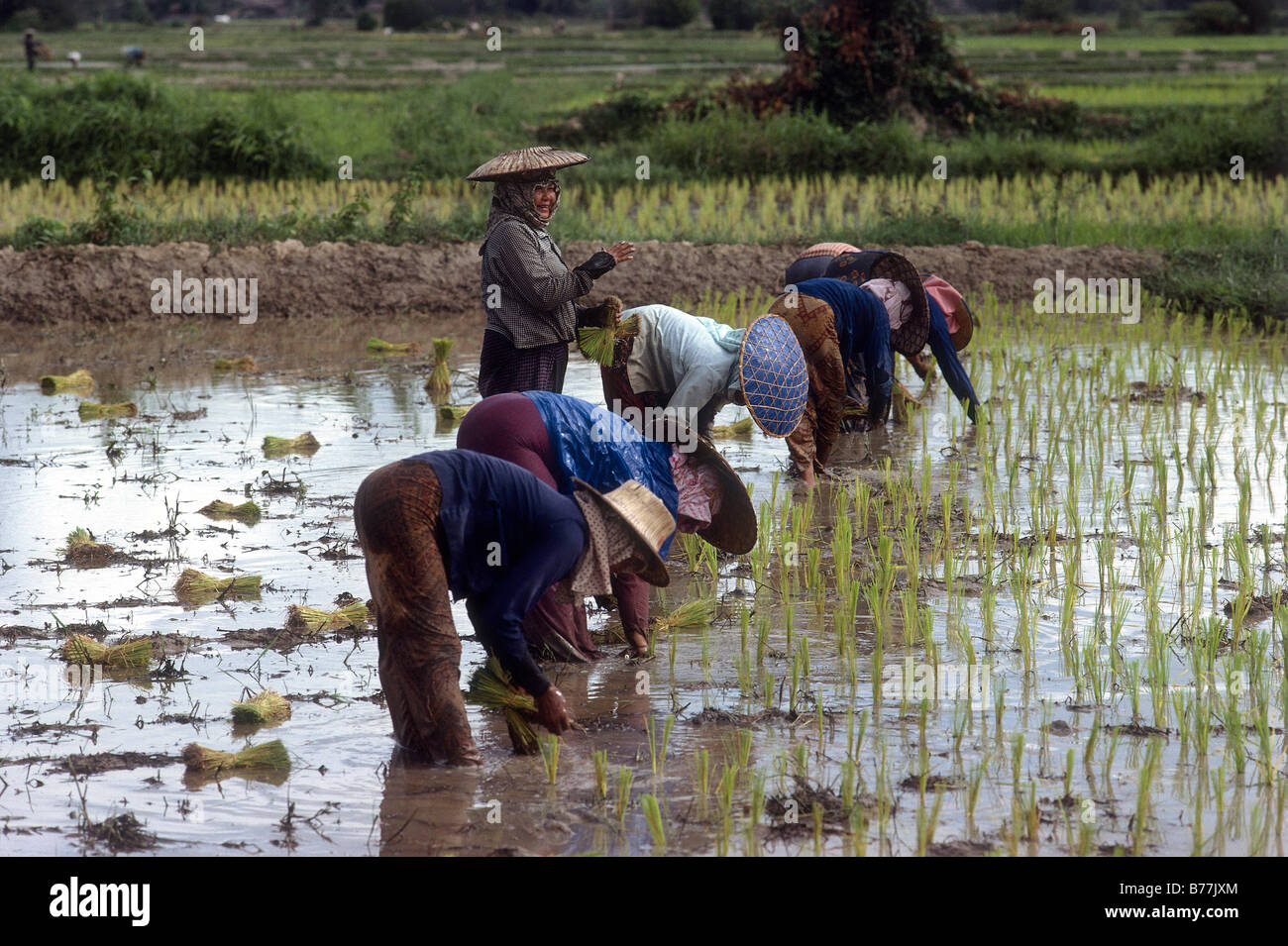 Thailand,Chiang Mai,Rice Paddies Stock Photo - Alamy