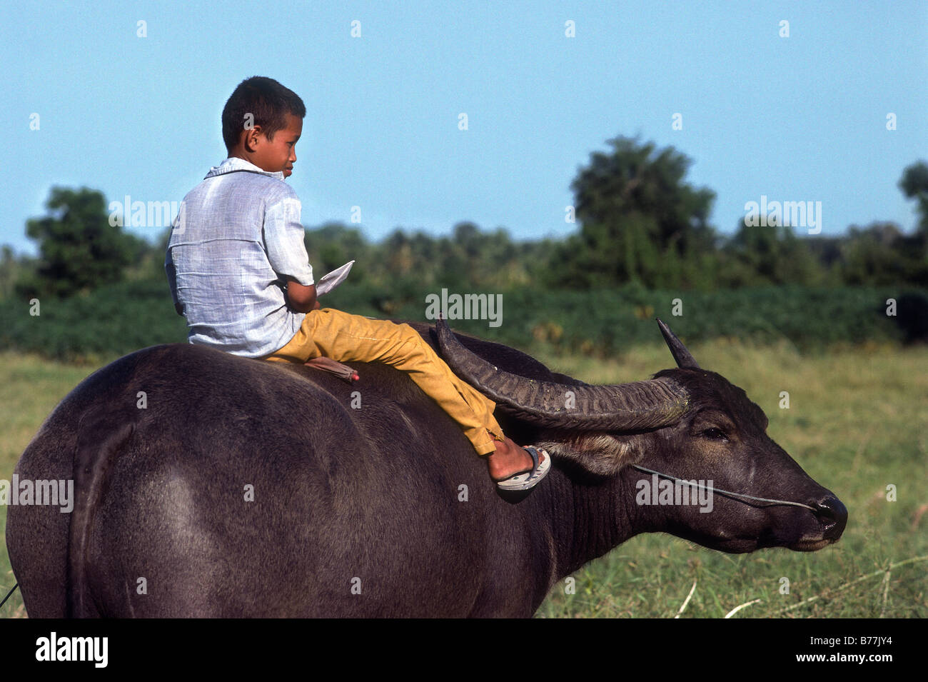 Thailand,Pattaya,Boy on Bullock Stock Photo - Alamy