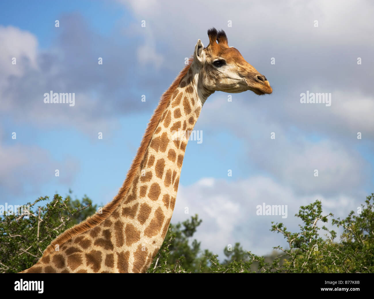 close up of giraffes head and neck profile Stock Photo - Alamy