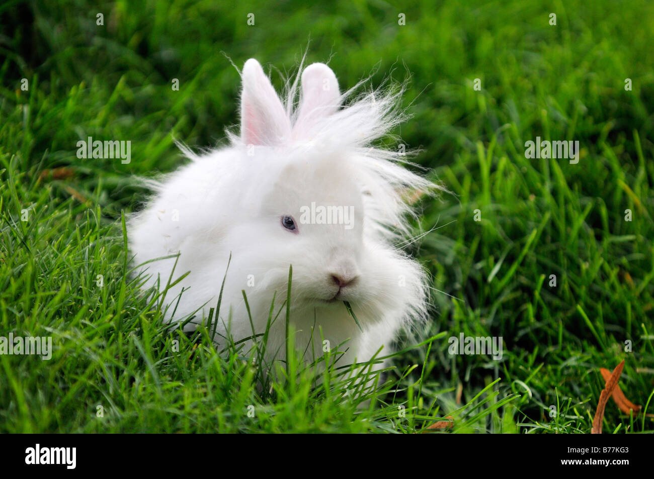 Green rabbit vienna hi-res stock photography and images - Alamy