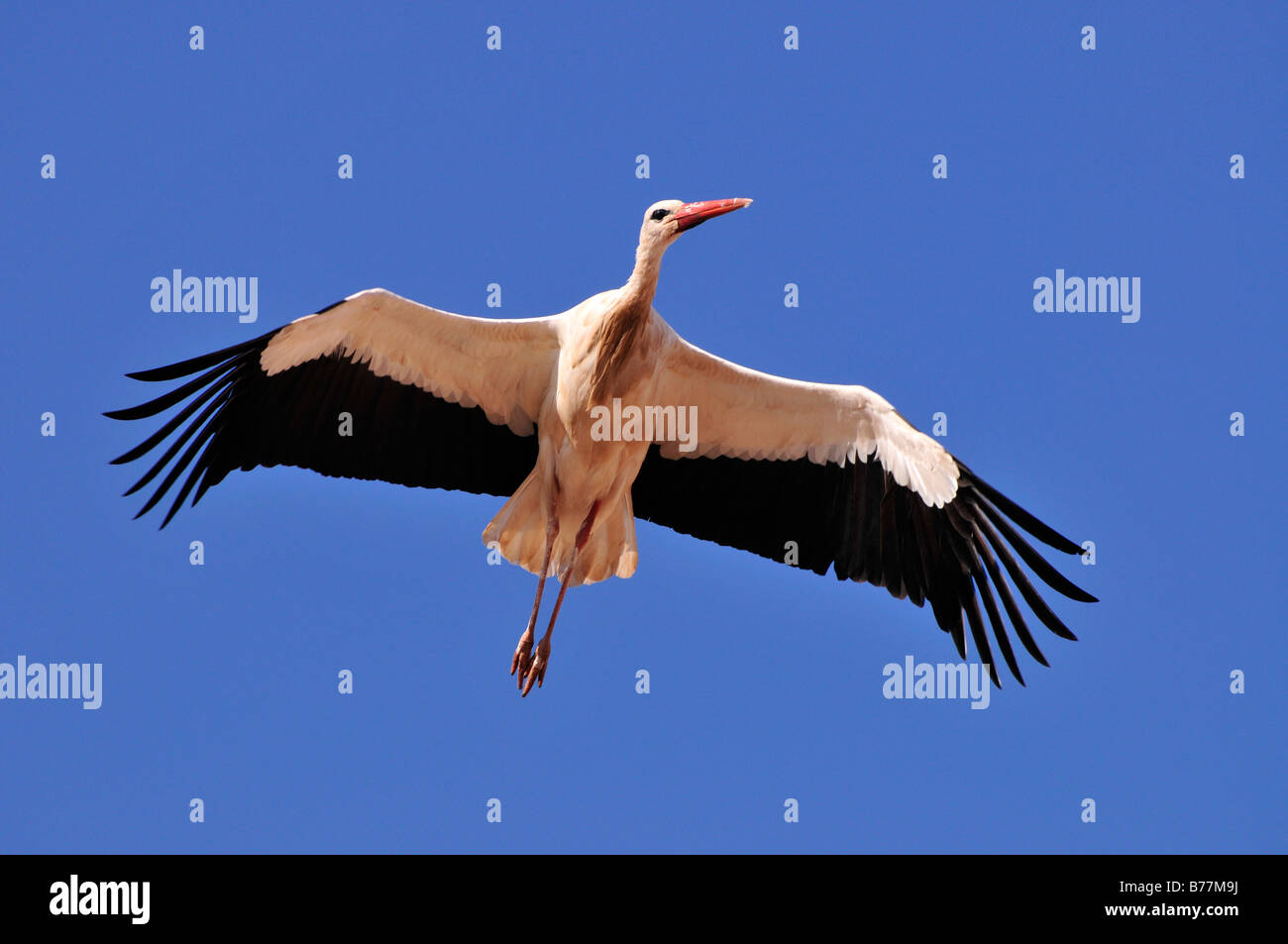 Stork Bird Flying