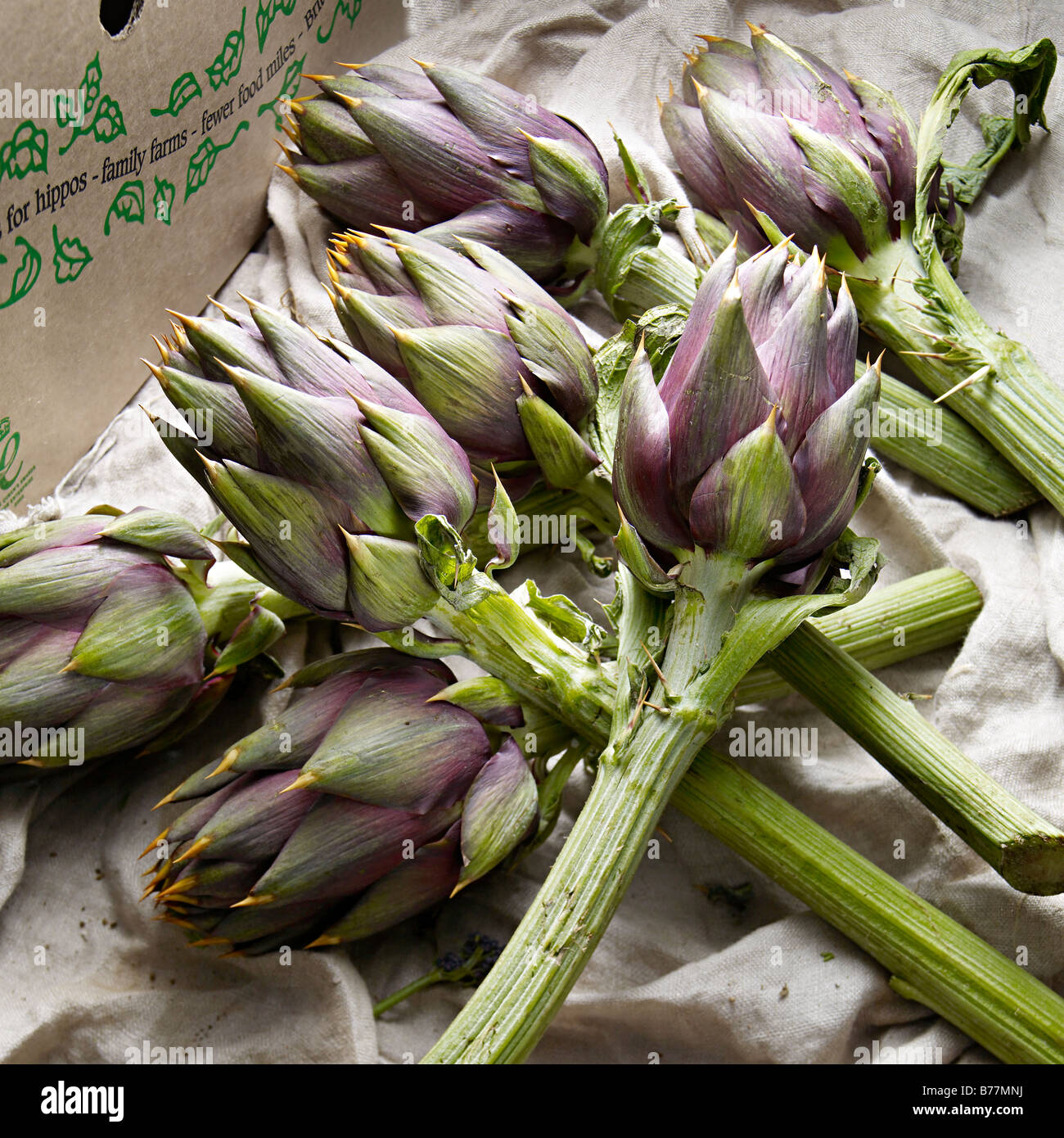 artichokes raw long stem flower Stock Photo - Alamy