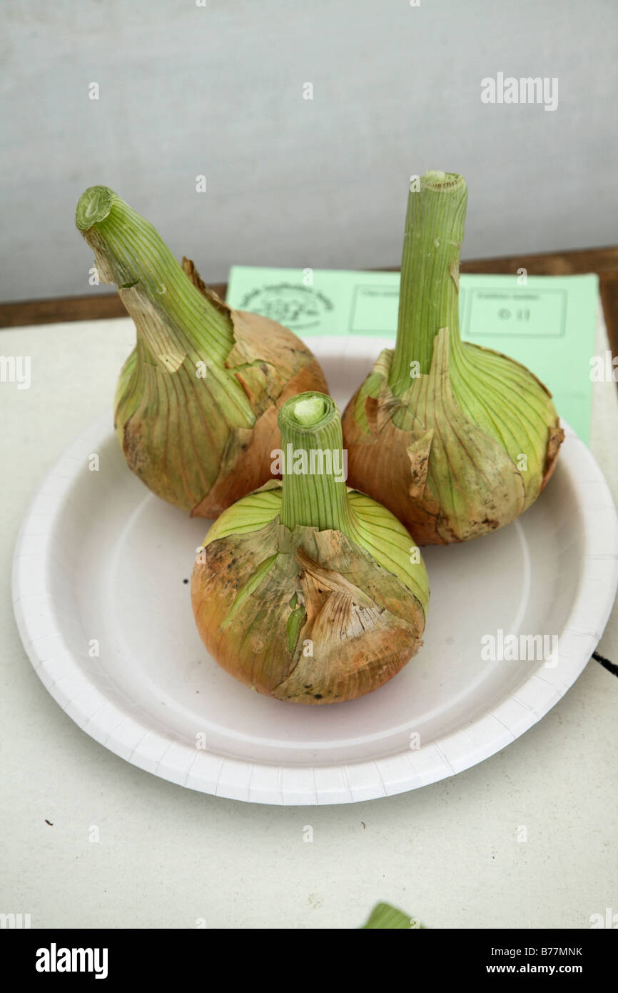 Prize winning onions on display Suffolk Smallholders annual show ...