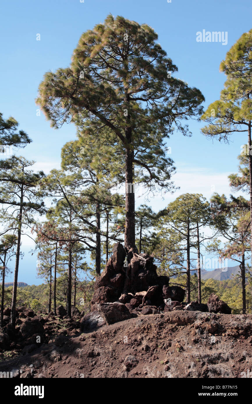 Canarian pine trees growing in the Corona Forestal at about 1200 metres ...