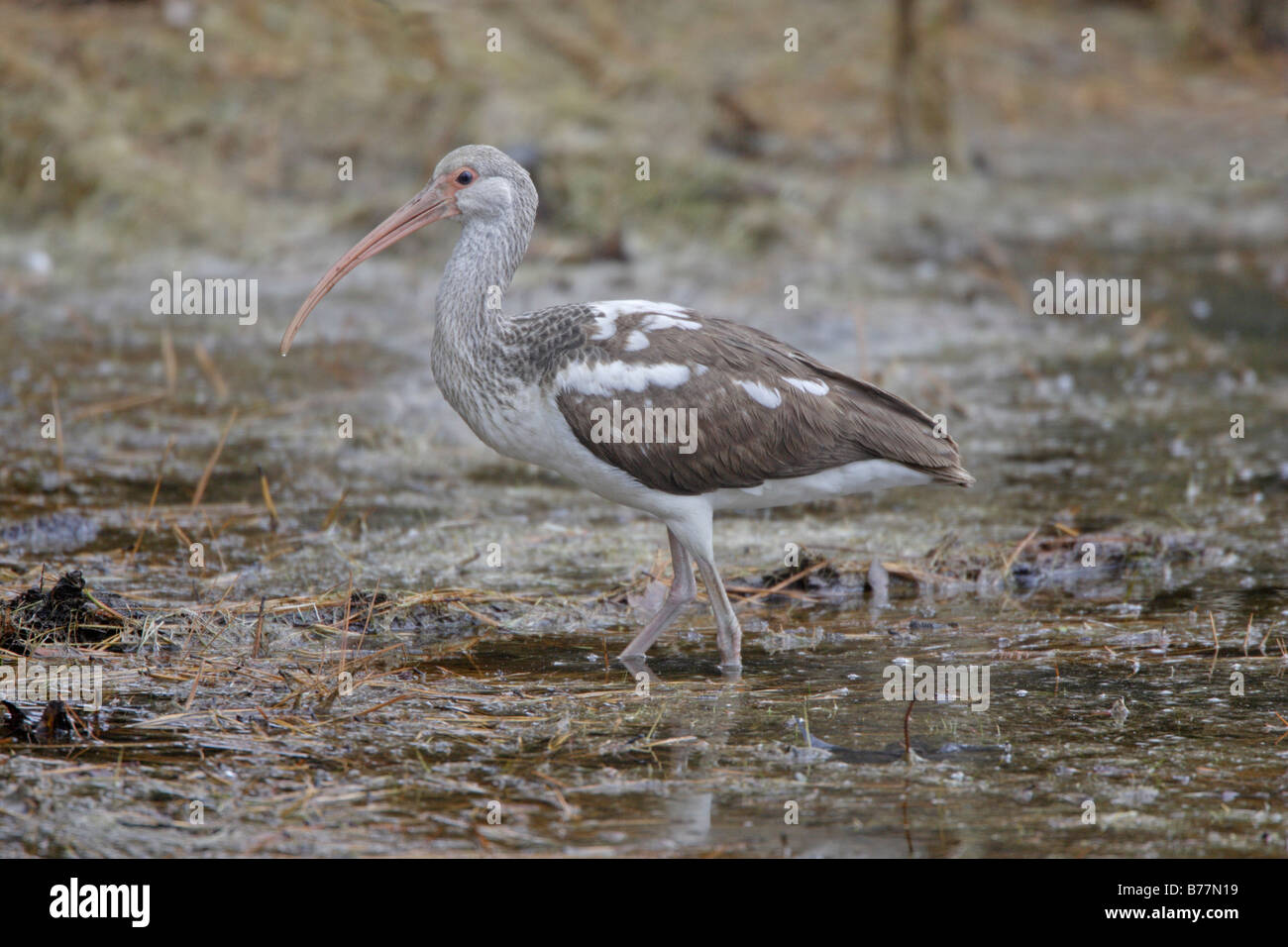 Juvenile ibis hi-res stock photography and images - Alamy
