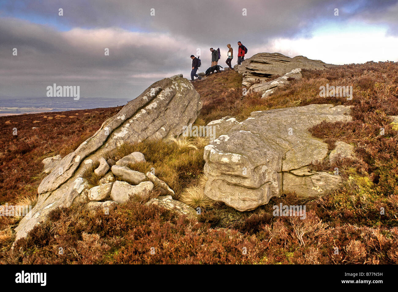 Wolf craig hi-res stock photography and images - Alamy