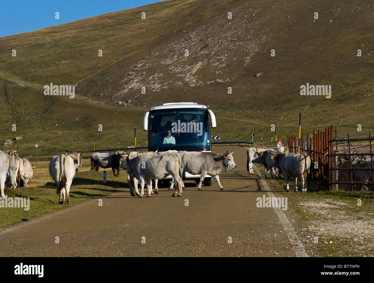 Bus behind a crossing cow herd on a mountain road, Abruzzo, Italy ...
