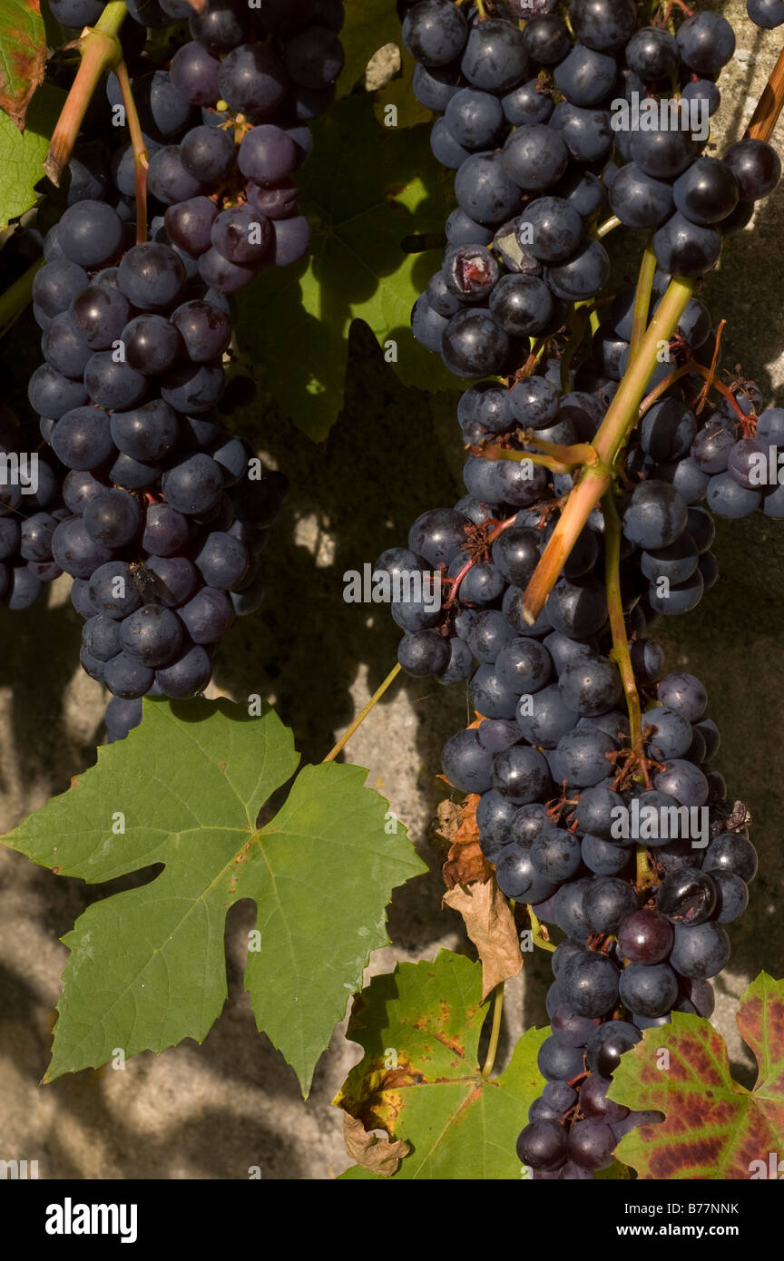 Red grapes on vine England UK Somerset Stock Photo - Alamy