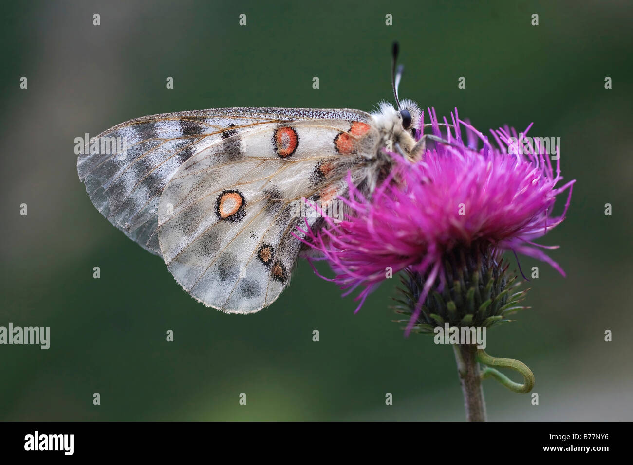 Apollo or Mountain Apollo Butterfly (Parnassius apollo Stock Photo - Alamy