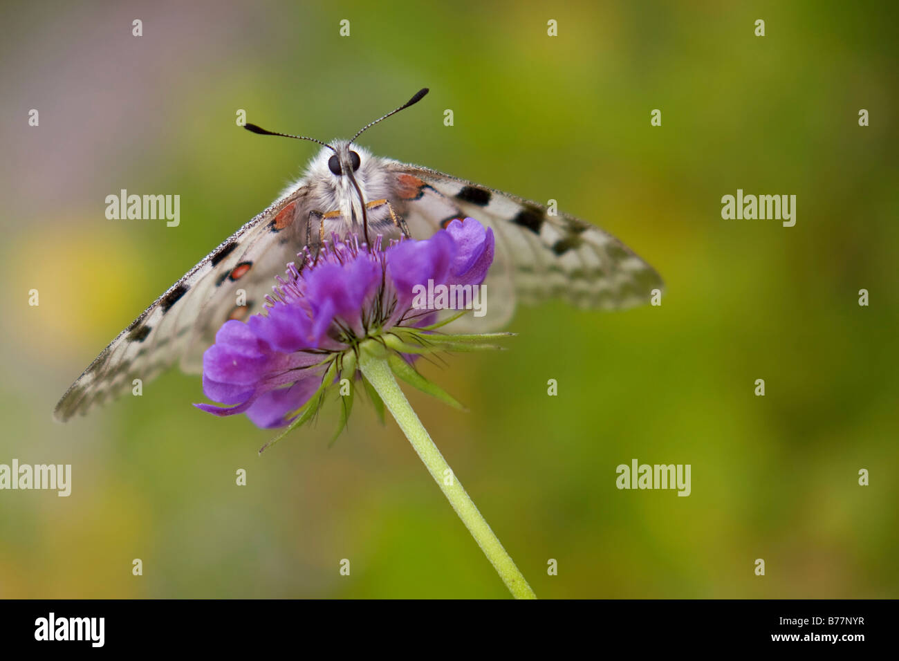 Apollo or Mountain Apollo Butterfly (Parnassius apollo Stock Photo - Alamy