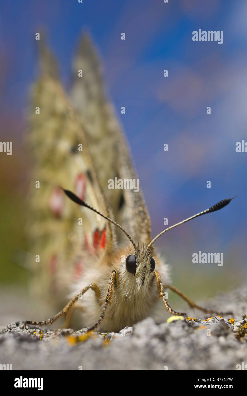 Apollo or Mountain Apollo Butterfly (Parnassius apollo Stock Photo - Alamy