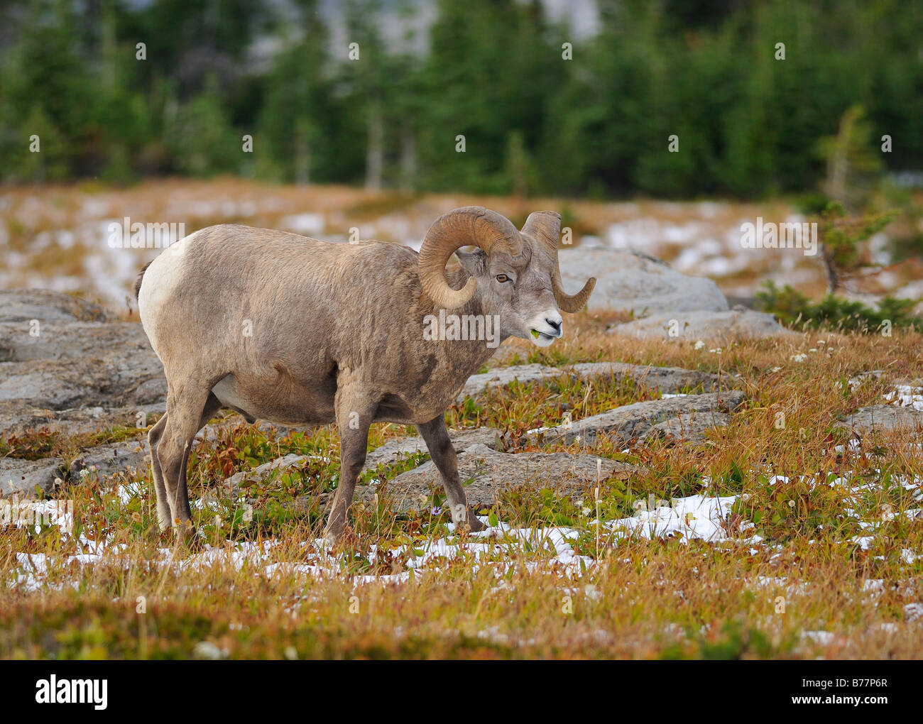 Bighorn Sheep (Ovis canadensis), Glacier National Park, Montana, USA ...