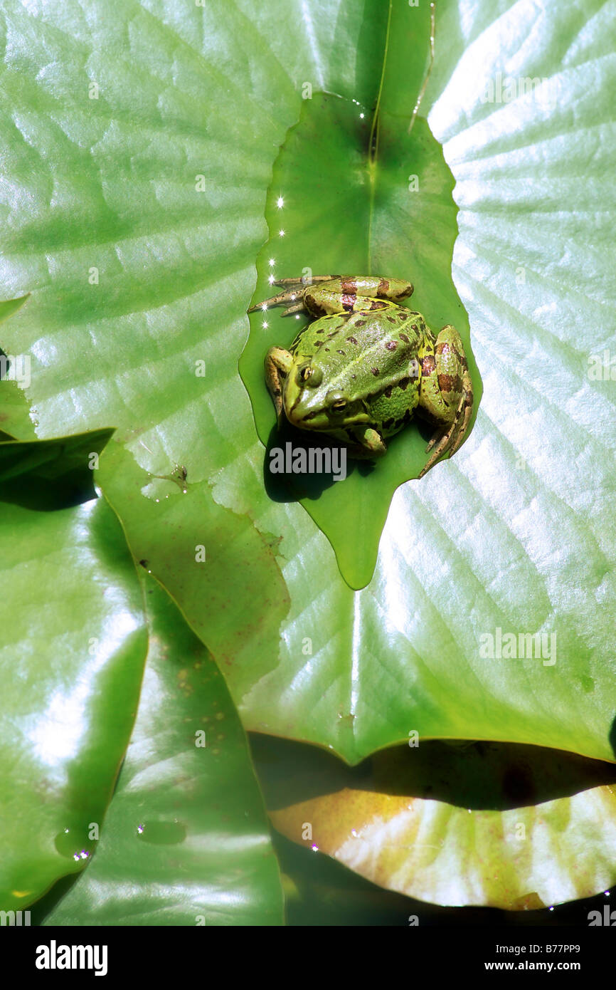 Wait waiting leaf tree hi-res stock photography and images - Alamy